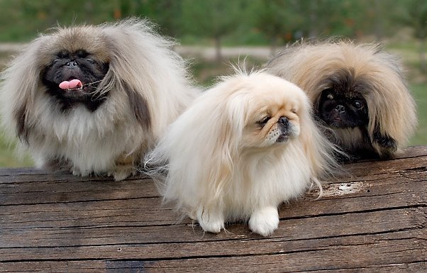 peke - Amamos Cachorros