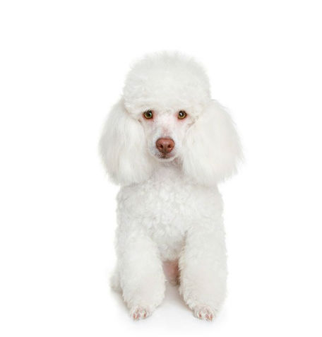poodle - Amamos Cachorros