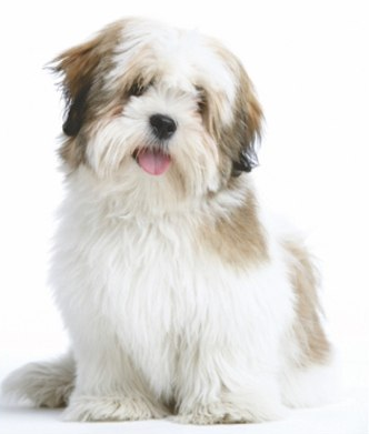 Lhasa Apso - Amamos Cachorros