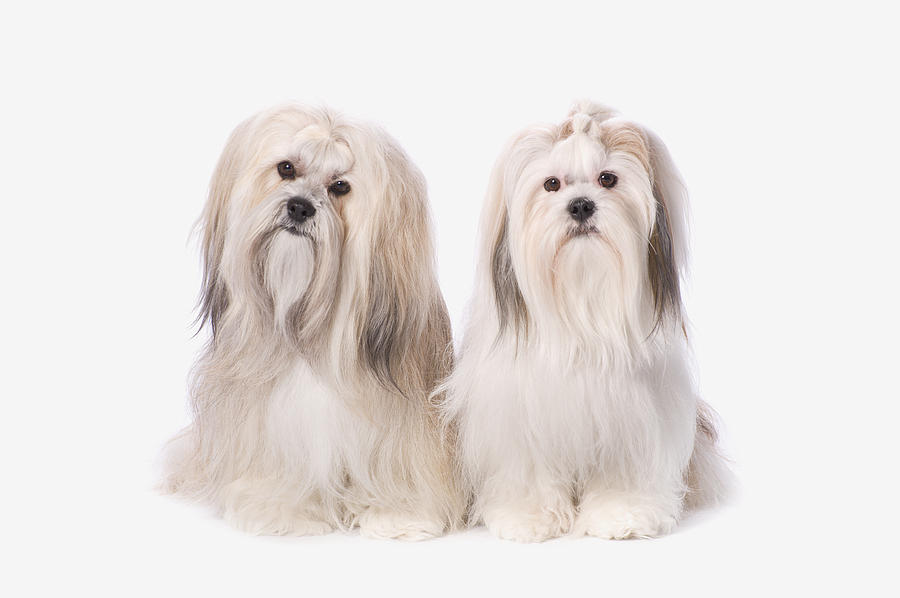 Lhasa Apso - Amamos Cachorros