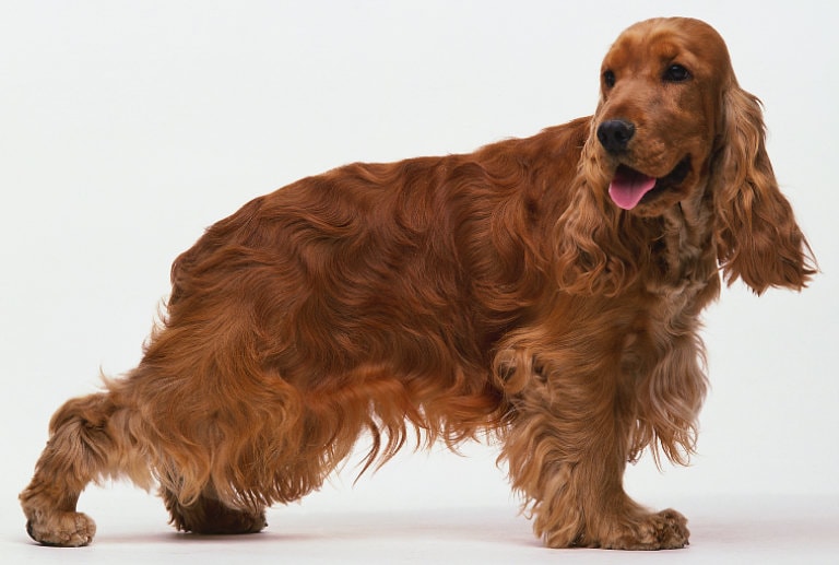 CockerSpanielIngles - Amamos Cachorros