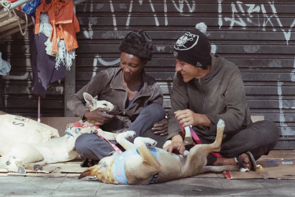 Animais de rua: De quem é a responsabilidade? - Amamos Cachorros
